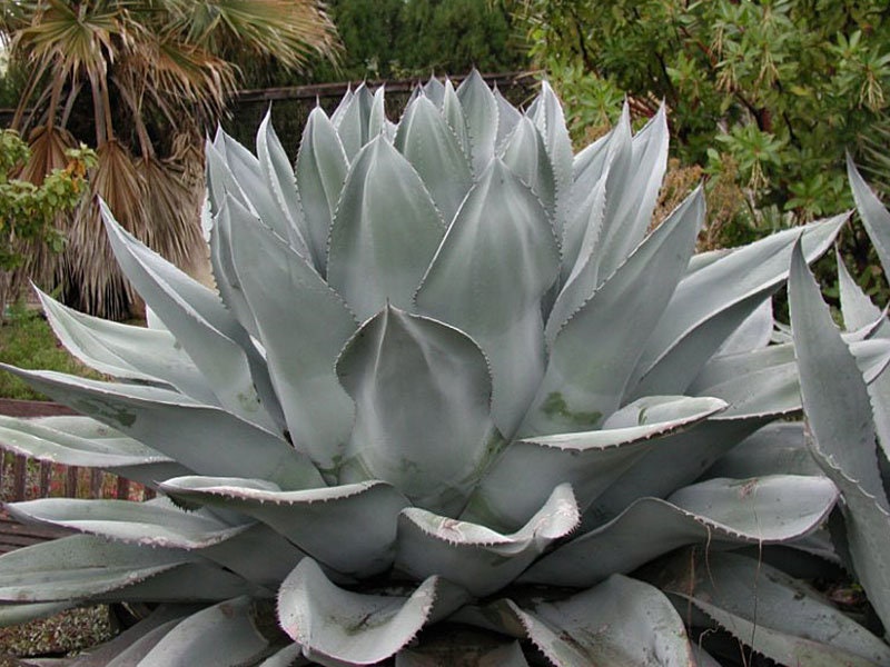Whale's Tongue Agave Agave Ovatifolia 10 Seeds Fully - Etsy Singapore