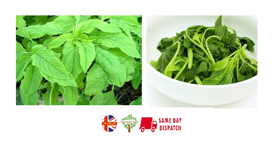 Amaranth Green Giant 100 Seeds UK Grown Callaloo Same Day Dispatch ...