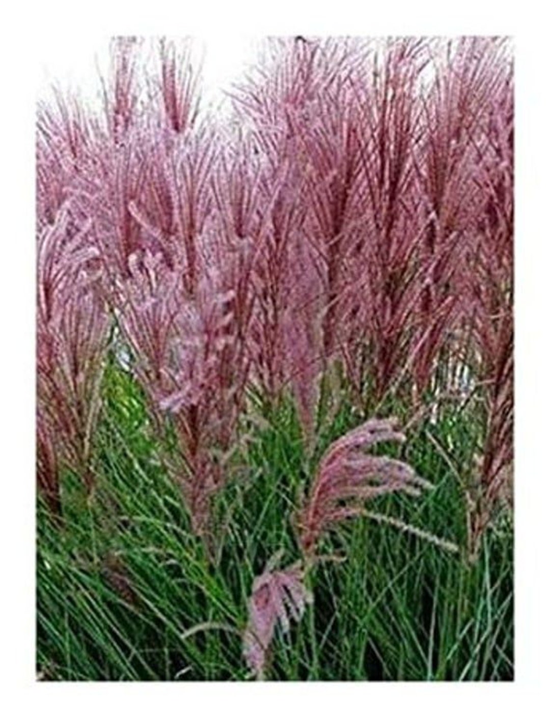 Miscanthus Sinensis "new Hybrids" | 25+ Seeds | Pink Chinese Silver ...
