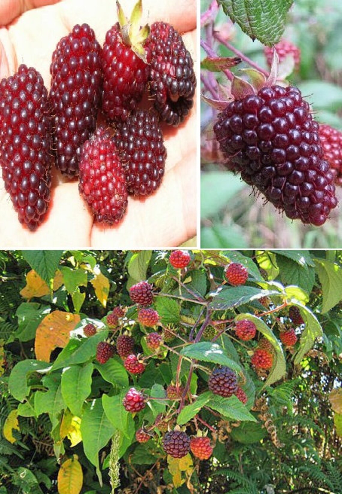 Andean Raspberry Rubus Glaucus | 20+ Seeds | Mora De Castilla Same Day ...
