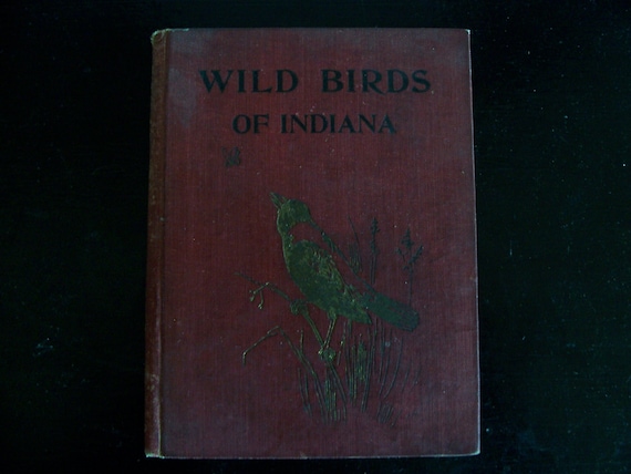 Wild Bird Identification Indiana
