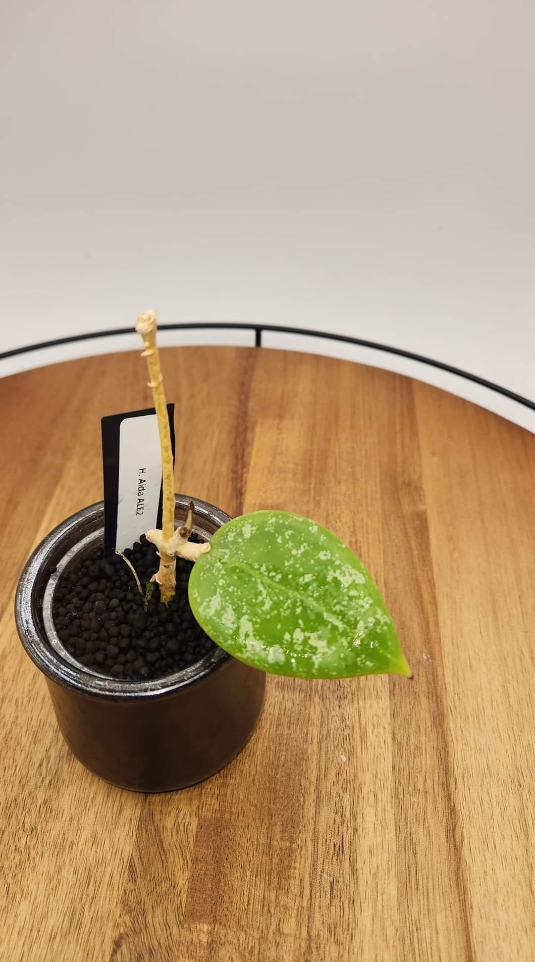 Hoya ALE2 Aida - Etsy