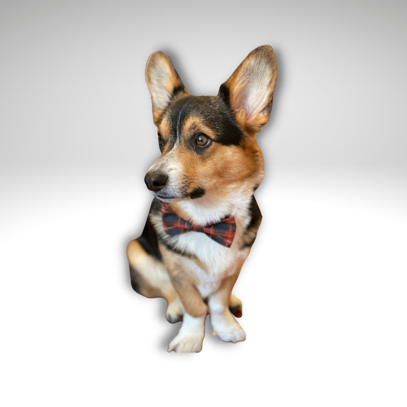 Hand Painted Corgi Mini Planter Tri Color Corgi Gift Gifts - Etsy