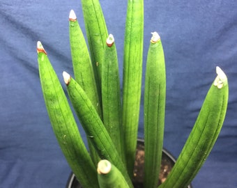 Dragon Fingers Plant | Etsy