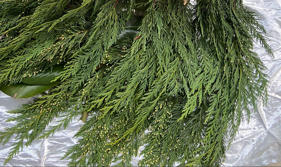 Fresh Cedar Bunches - Etsy
