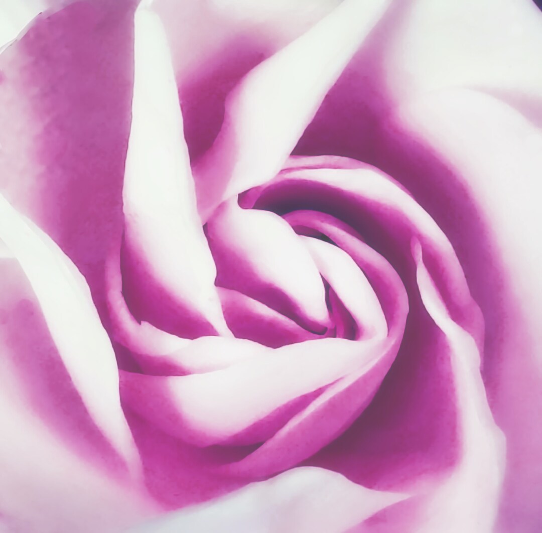PORTRAIT Version Hi-def Pink and White Floral Closeup Photo, Rose-like ...