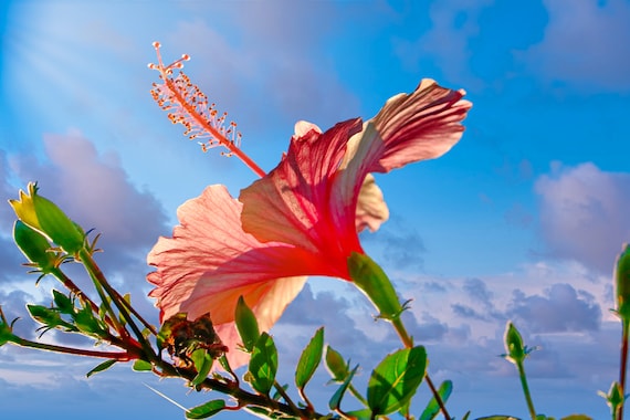 Translucent Sunlit Hibiscus Photo Hi-def Orange Hibiscus - Etsy