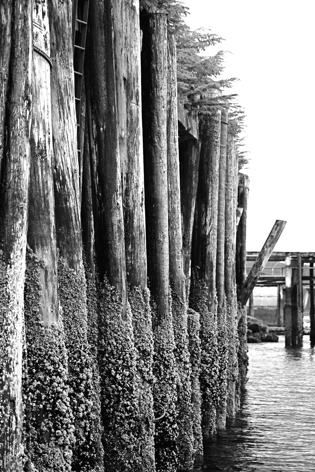 Black and White Historic Pier Pilings, Cannery Pier Pilings Kake AK - Etsy