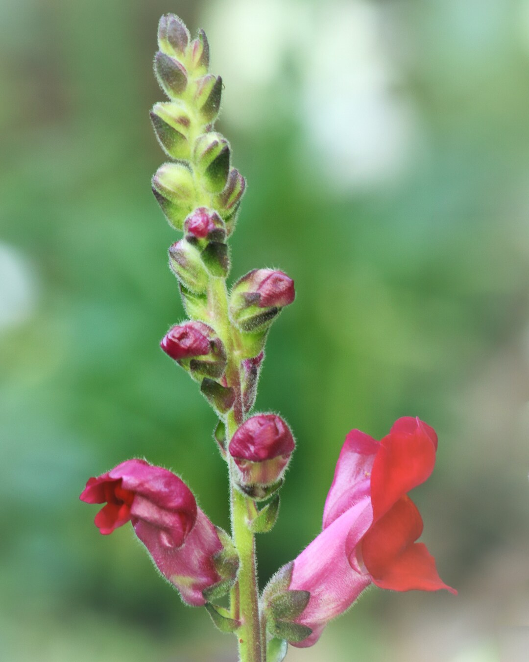 Elegant Flower Photo, Blooming Snapdragon Canvas, Floral Digital ...