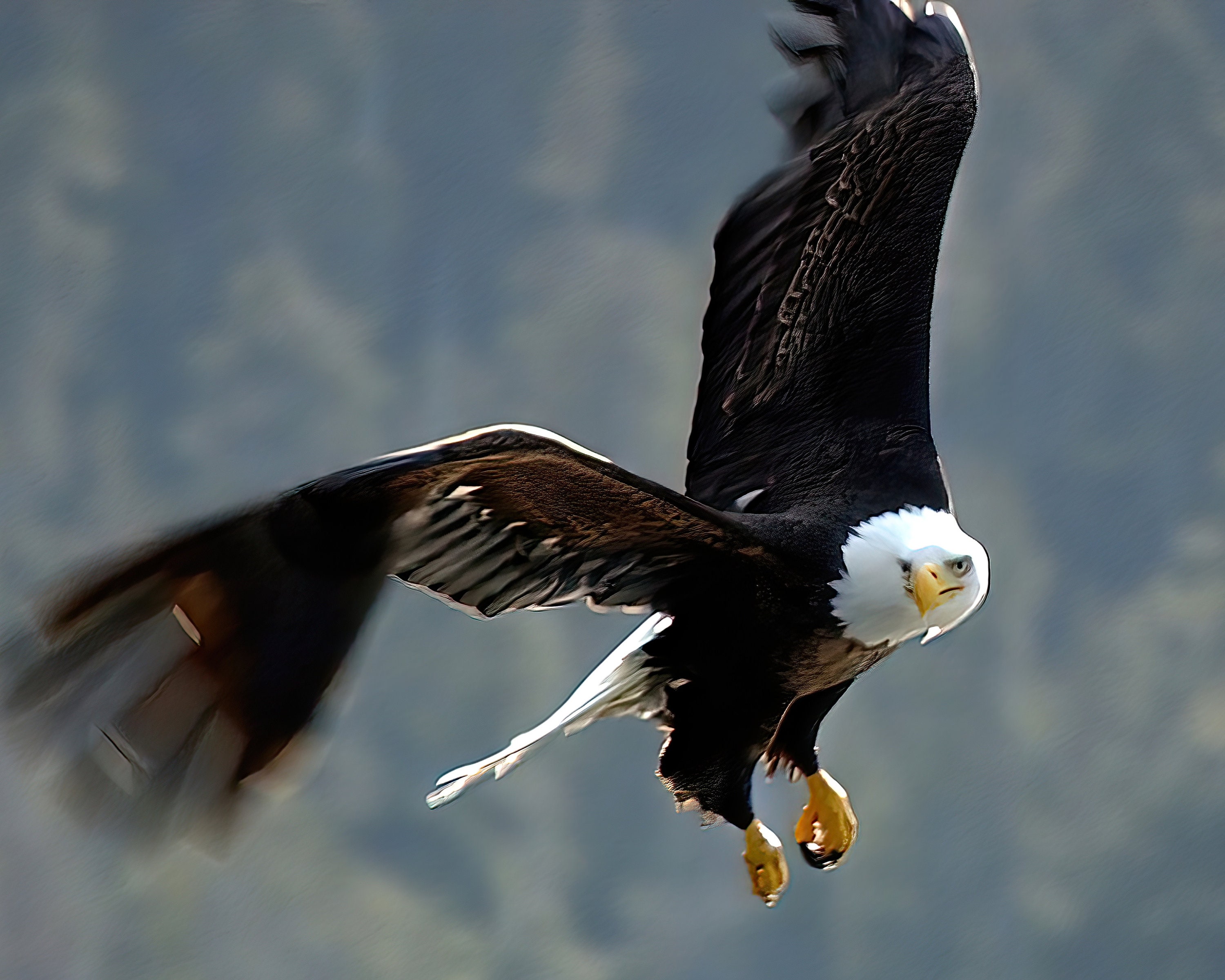 Majestic Bald Eagle Swooping Down