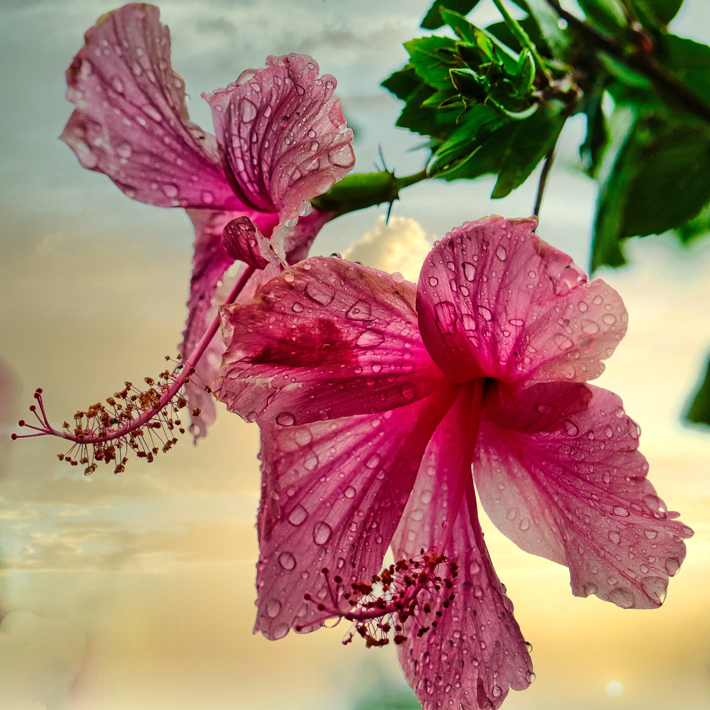 Pink Hibiscus Framed Against Late Afternoon Sky, Translucent Hibiscus ...