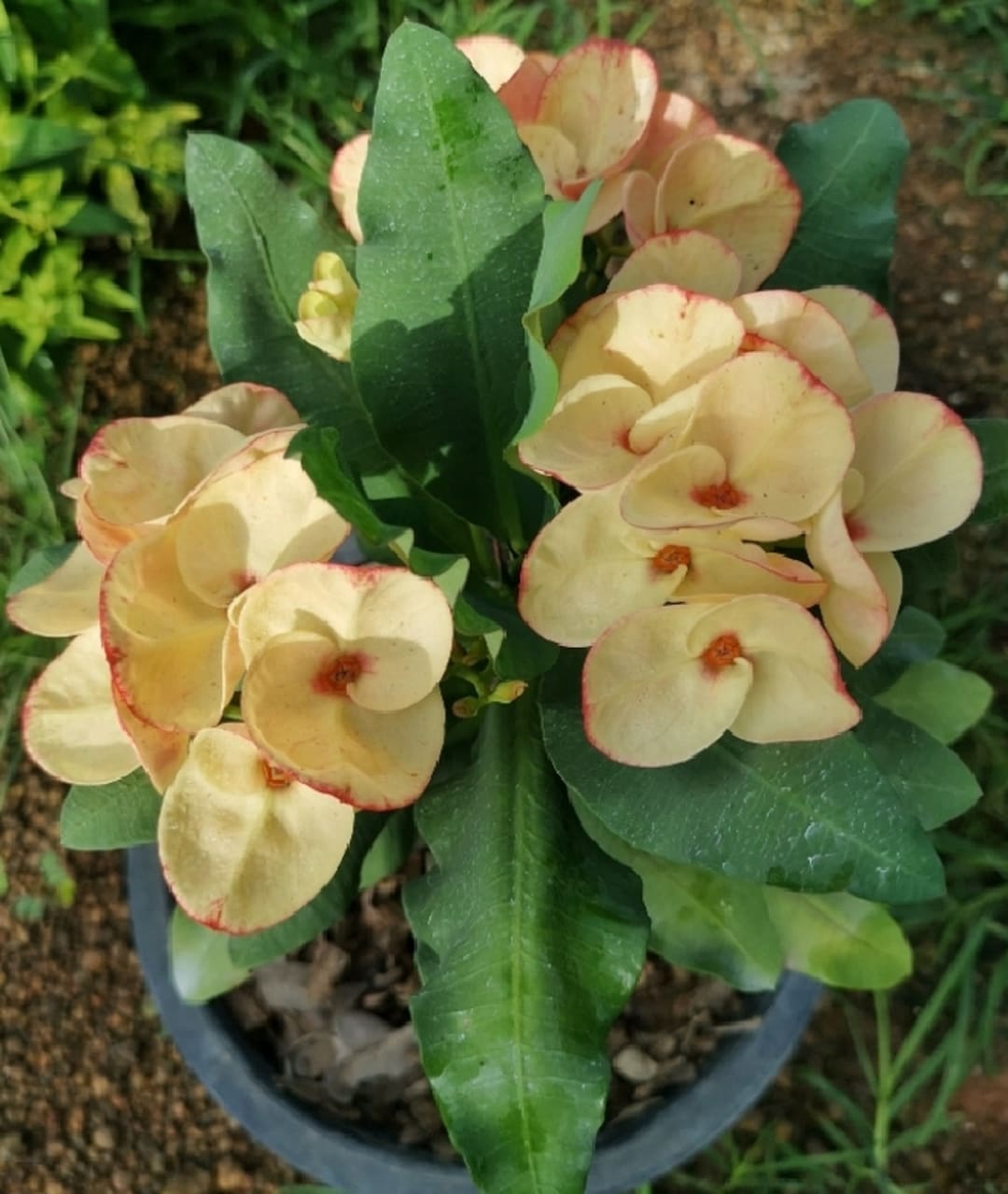1 "golden Ruby" Crown of Thorns Plant Euphorbia Milii Starter Plants ...