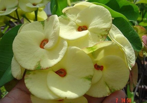 1 shogun Crown of Thorns Plant Euphorbia Milii - Etsy