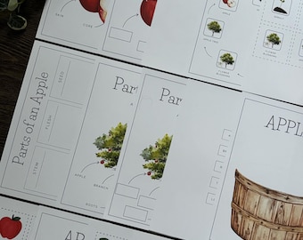 Pumpkin Unit Study, Flashcards, Homeschool Lesson Plan, Pumpkin Life ...