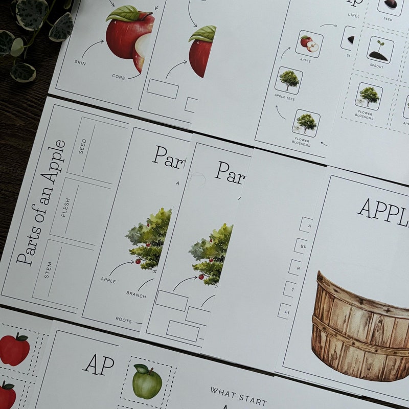 Montessori Apple Unit - Etsy
