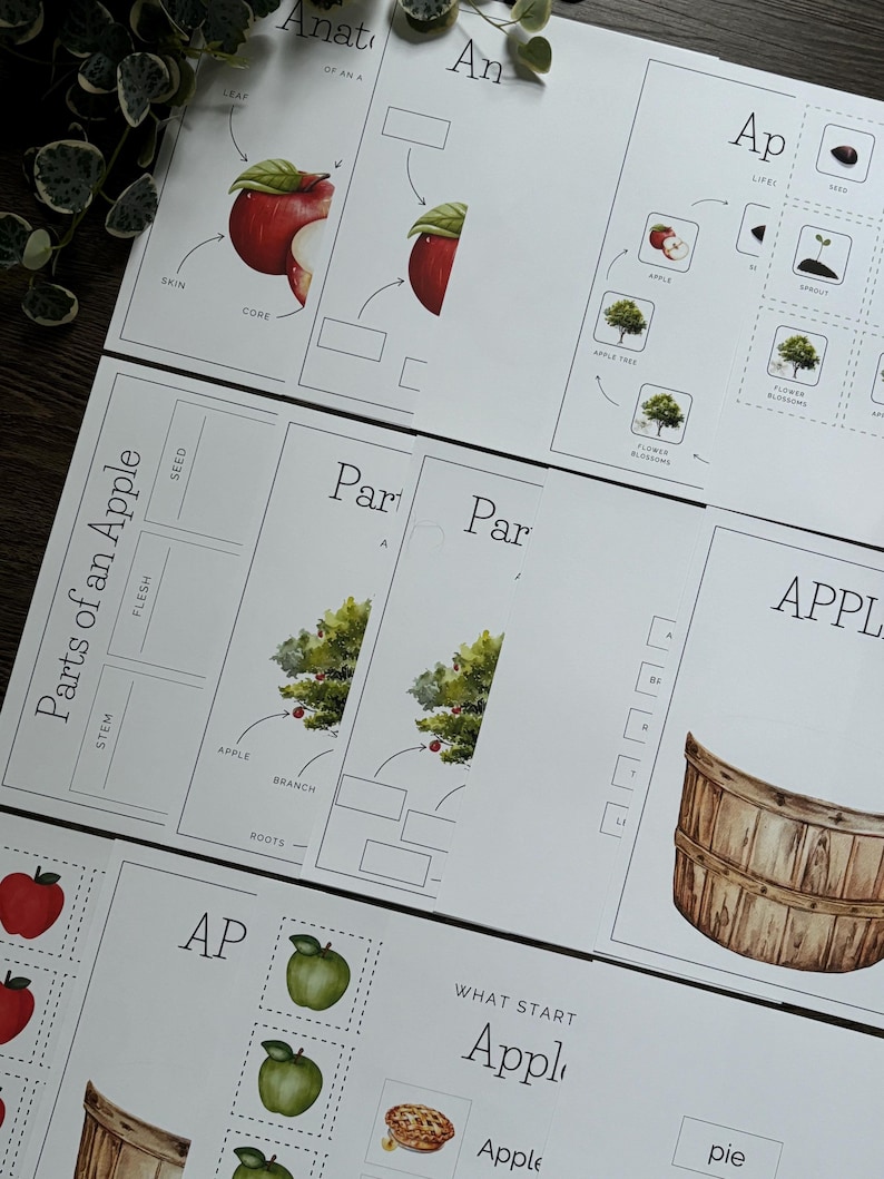 Apple Unit Study, Flashcards, Homeschool Lesson Plan, Apple Life Cycle ...