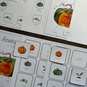 Pumpkin Unit Study, Flashcards, Homeschool Lesson Plan, Pumpkin Life ...