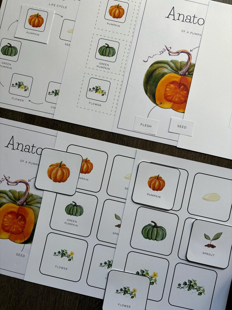 Pumpkin Unit Study, Flashcards, Homeschool Lesson Plan, Pumpkin Life ...
