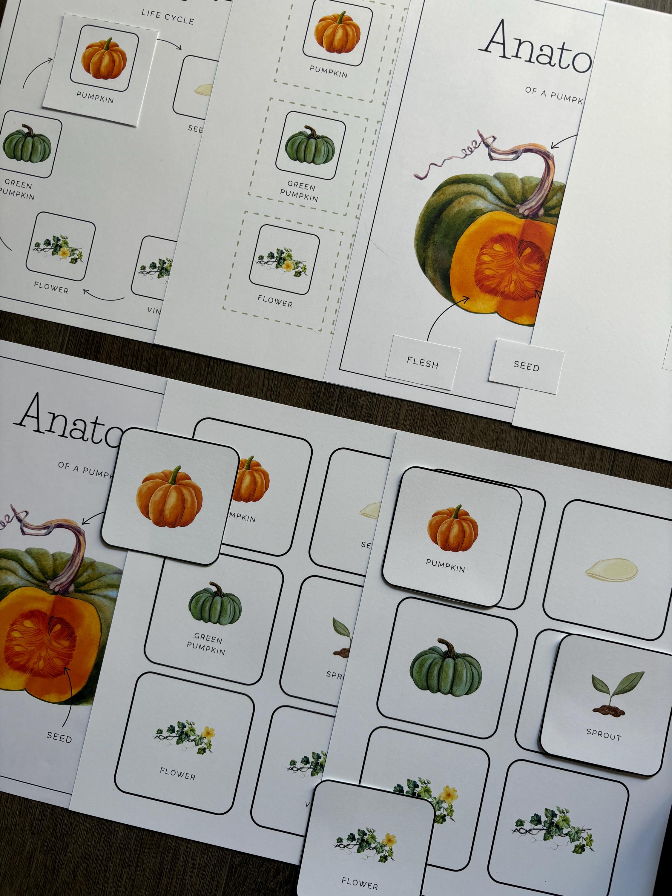 Pumpkin Unit Study, Flashcards, Homeschool Lesson Plan, Pumpkin Life ...
