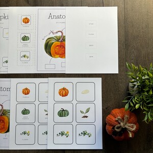Pumpkin Unit Study, Flashcards, Homeschool Lesson Plan, Pumpkin Life ...