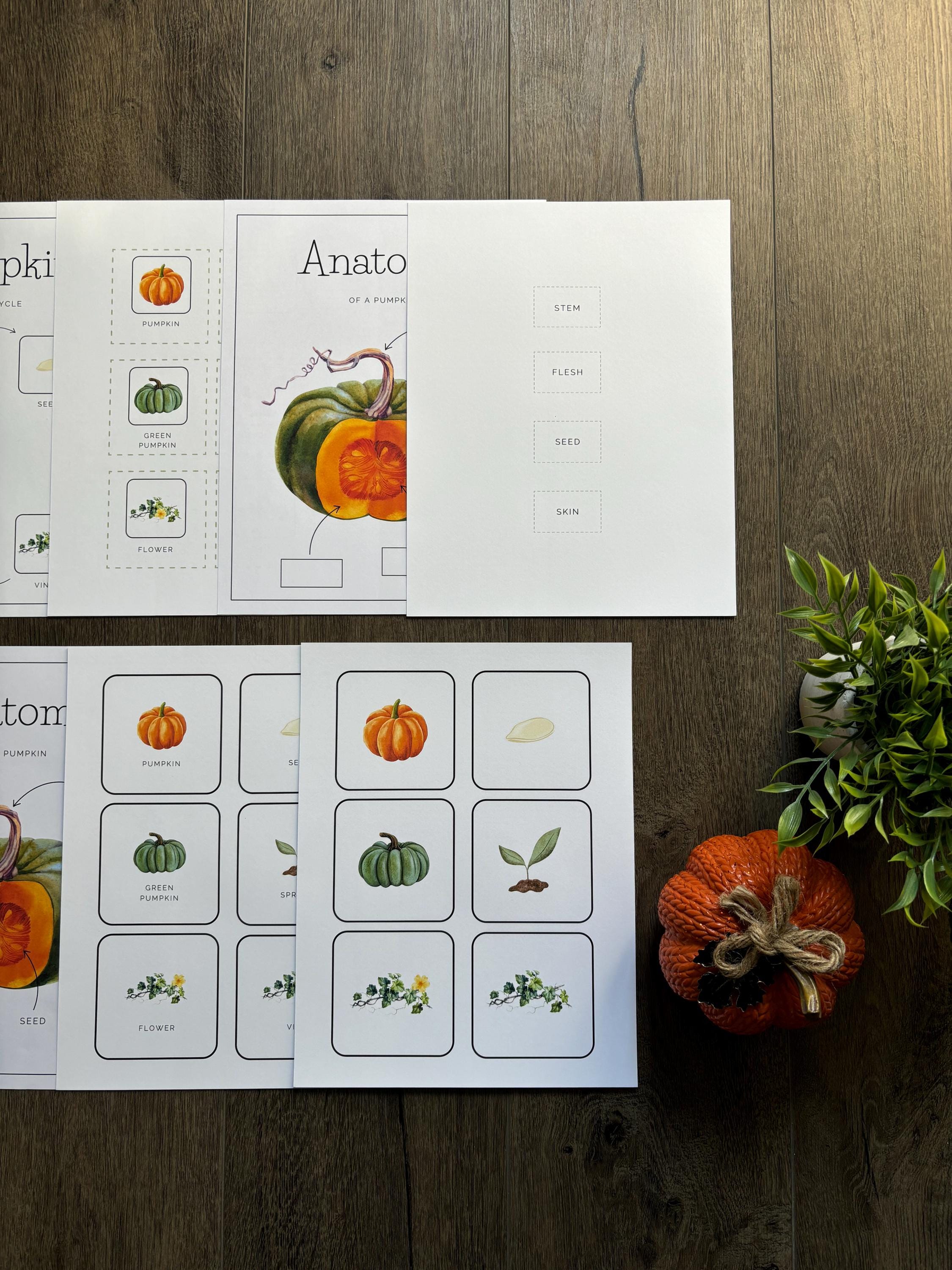 Pumpkin Unit Study, Flashcards, Homeschool Lesson Plan, Pumpkin Life ...
