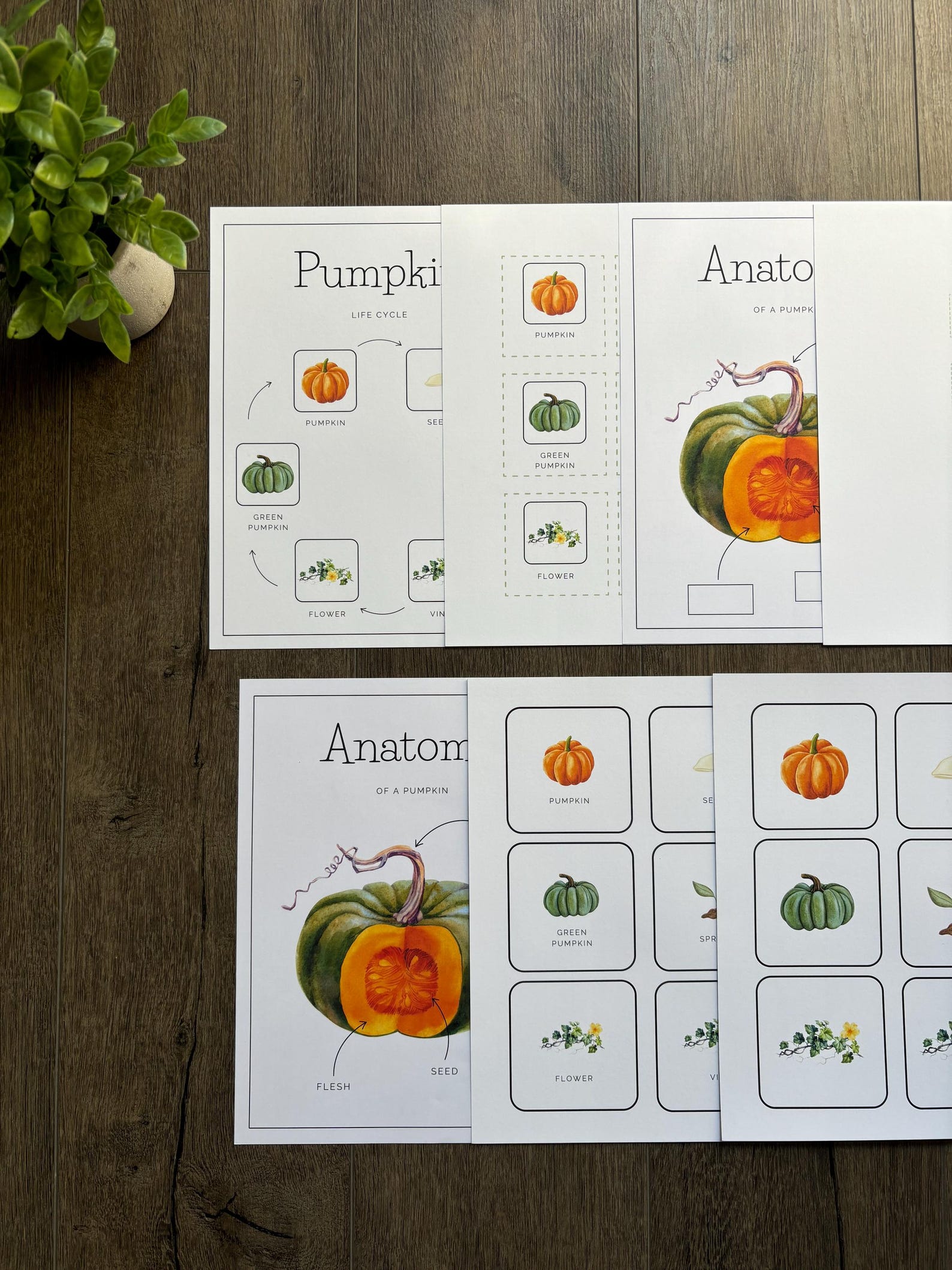 Pumpkin Unit Study, Flashcards, Homeschool Lesson Plan, Pumpkin Life ...