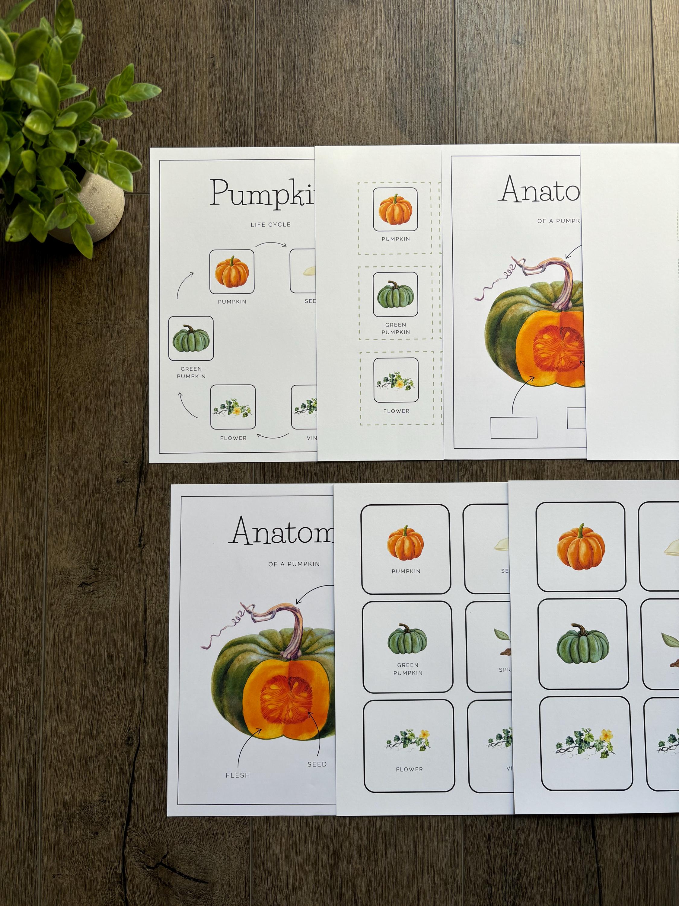 Pumpkin Unit Study, Flashcards, Homeschool Lesson Plan, Pumpkin Life ...