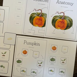Pumpkin Unit Study, Flashcards, Homeschool Lesson Plan, Pumpkin Life ...