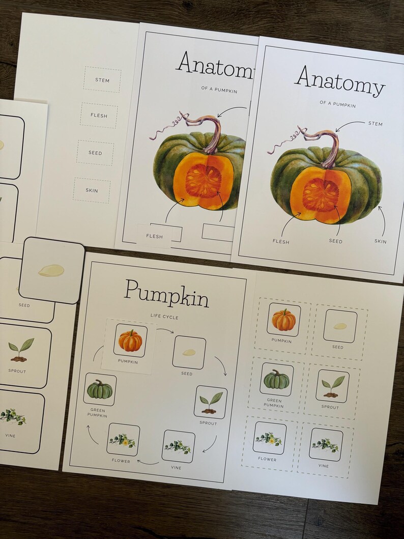 Pumpkin Unit Study, Flashcards, Homeschool Lesson Plan, Pumpkin Life ...