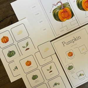 Pumpkin Unit Study, Flashcards, Homeschool Lesson Plan, Pumpkin Life ...