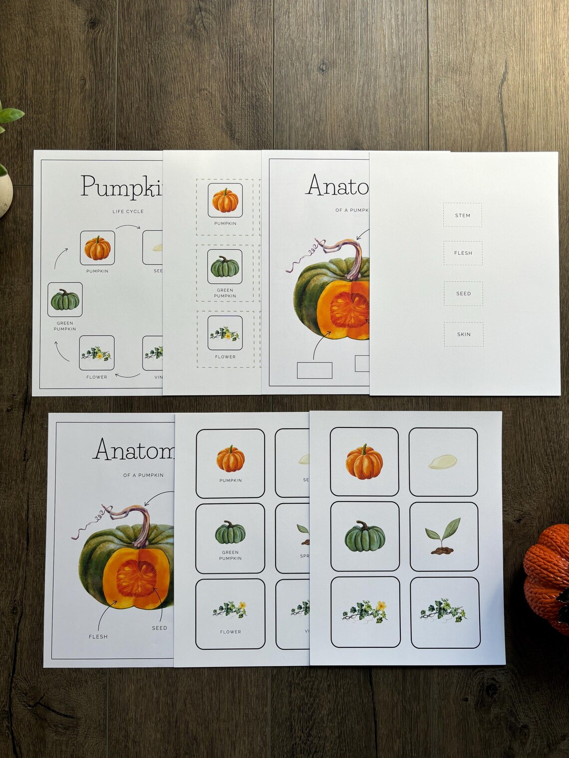 Pumpkin Unit Study, Flashcards, Homeschool Lesson Plan, Pumpkin Life ...