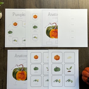 Pumpkin Unit Study, Flashcards, Homeschool Lesson Plan, Pumpkin Life ...