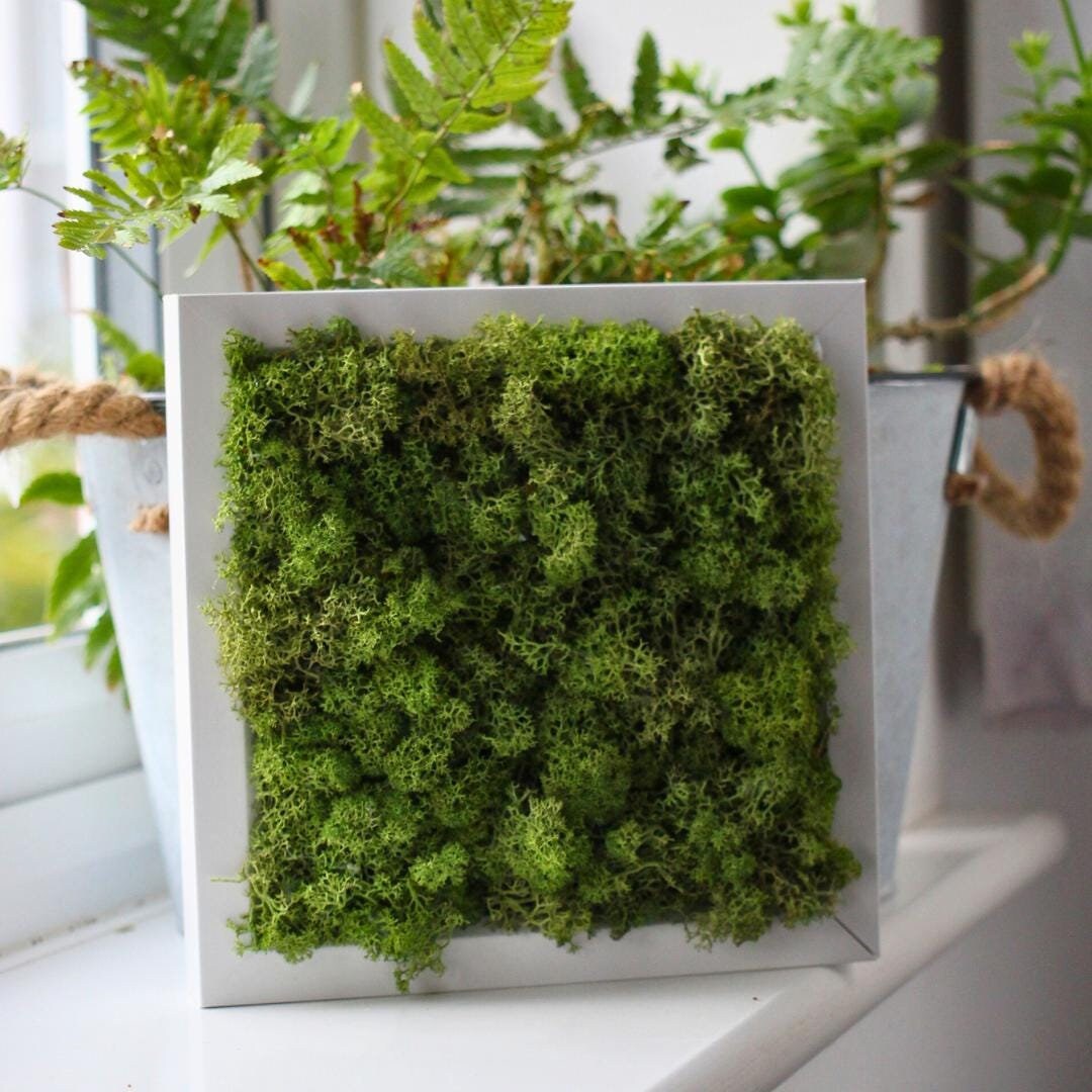 Natural Green Moss Picture Frame | Icelandic Moss | Wall Hanging Moss ...