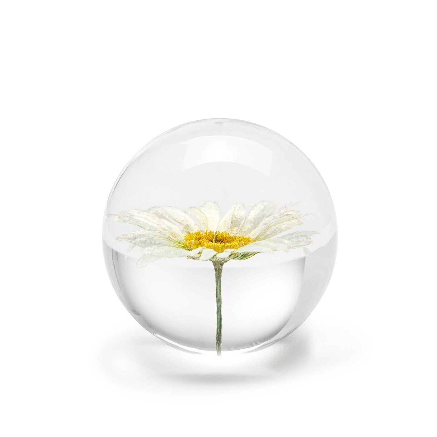Handmade "fleur" Brazilian Star Flower Paperweight, 7 Cm, White - Etsy
