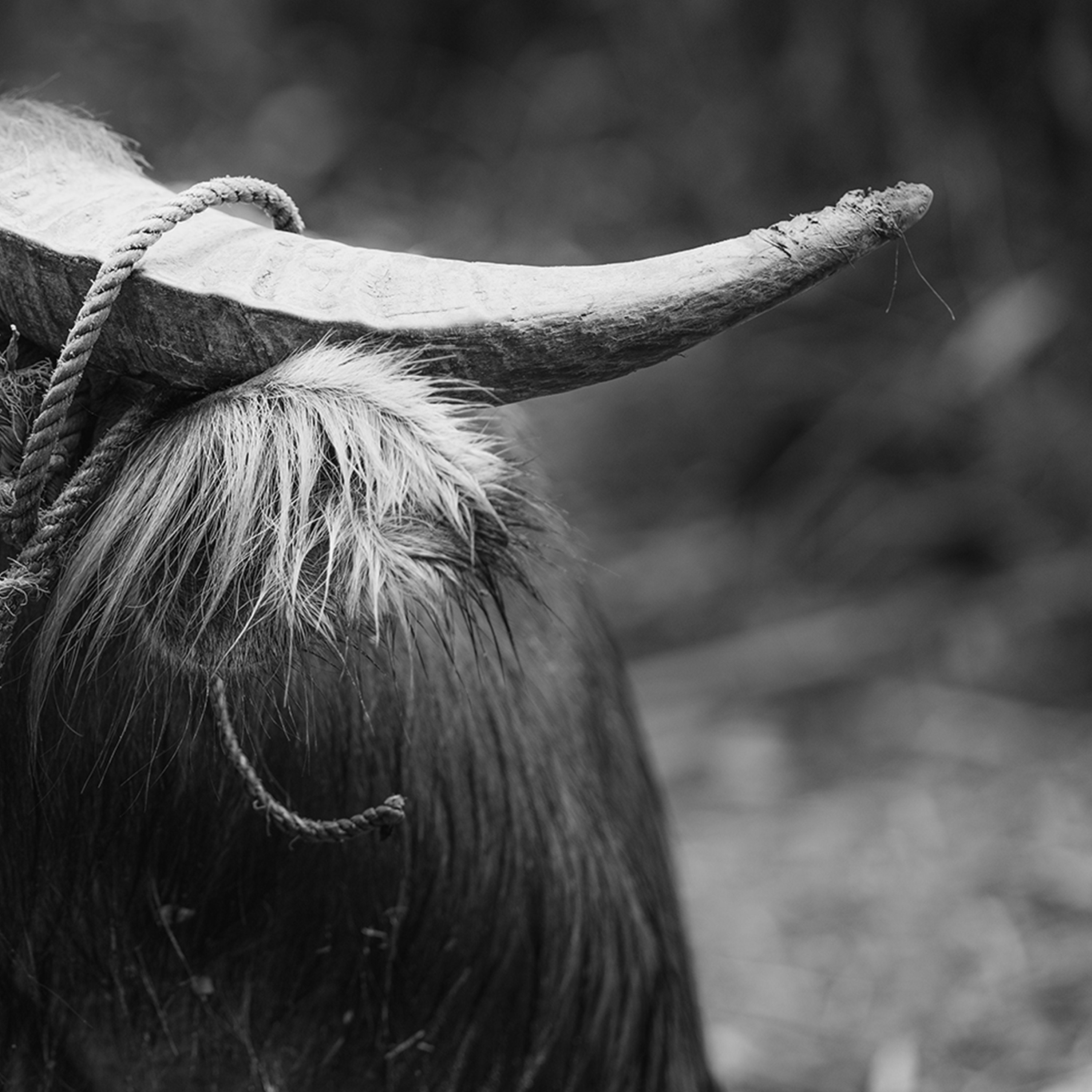 Philippine Carabao, Philippines Print, Summer Wall Art, Wildlife ...