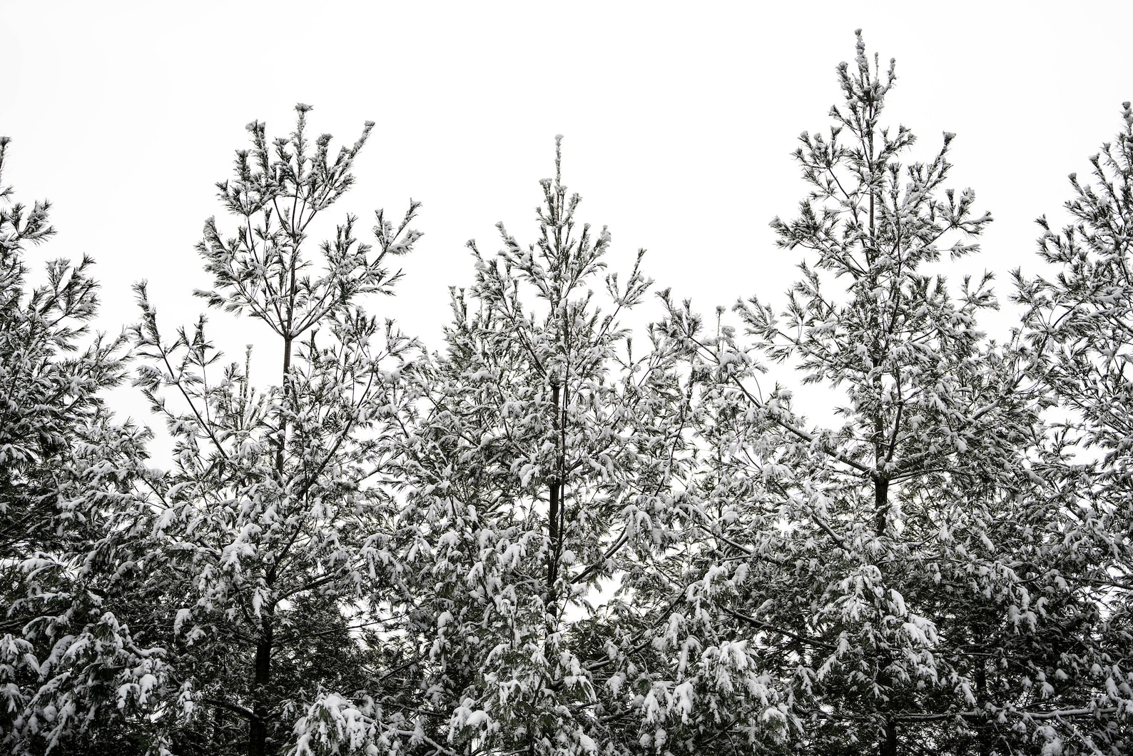 Snowy Evergreen Trees, Winter Printable Art, - Etsy