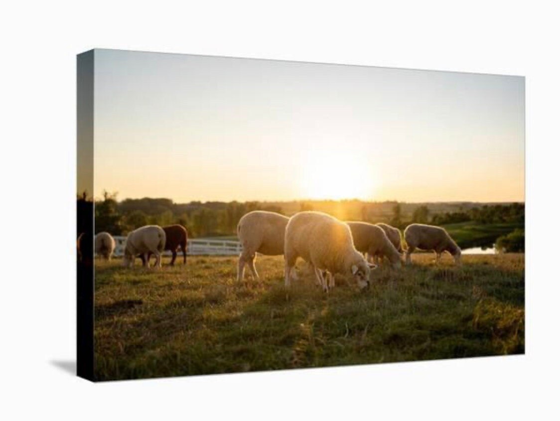 Sheep Animal Print, Landscape Digital Print, Sunset Art - Etsy