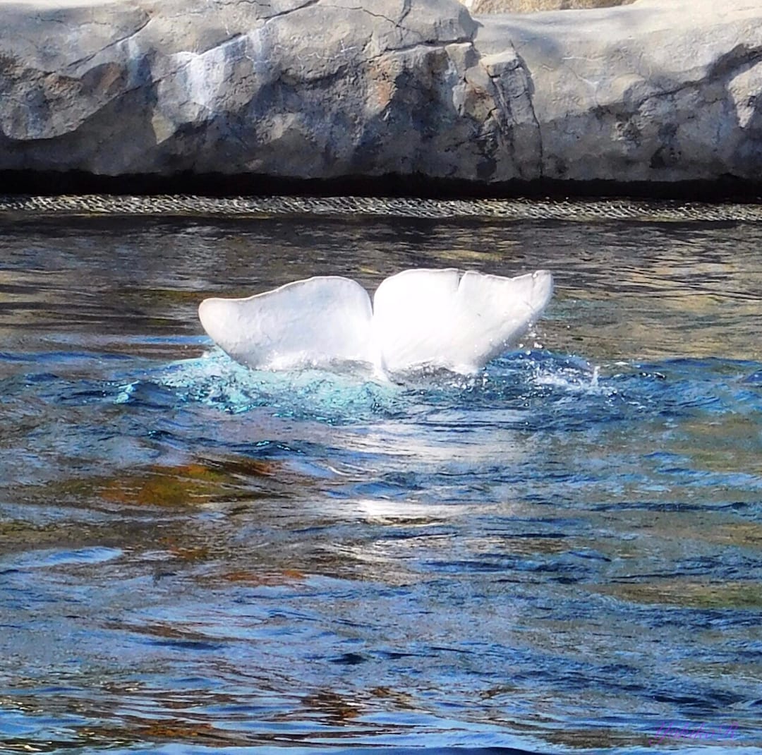 Beluga Whale Tail Photo Digital Download - Etsy