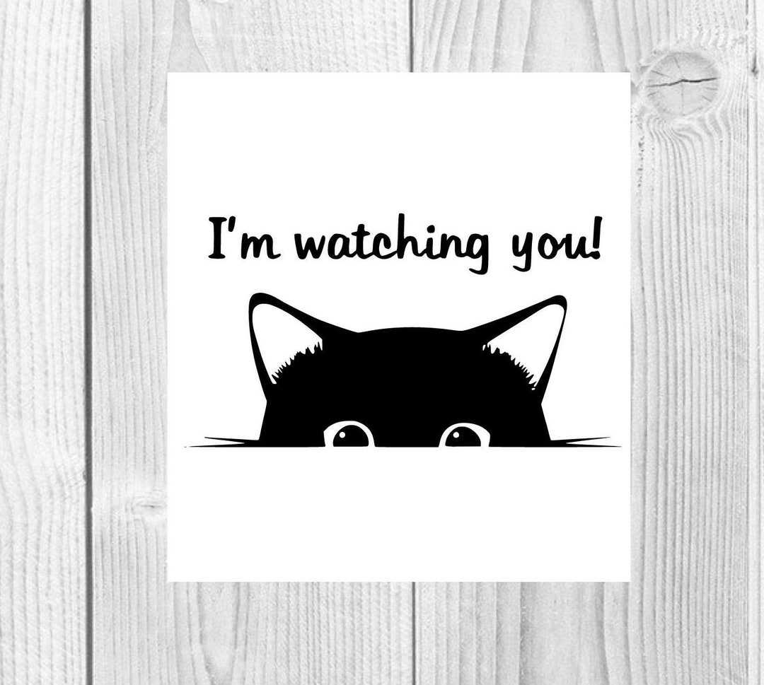 Cat Car Decal Svg Png| Funny Car Decal Svg| Car Sticker Svg| Bumper ...