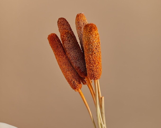 Preserved Babala - Burnt Orange Dried Flowers / Rustic Home Decor - Etsy