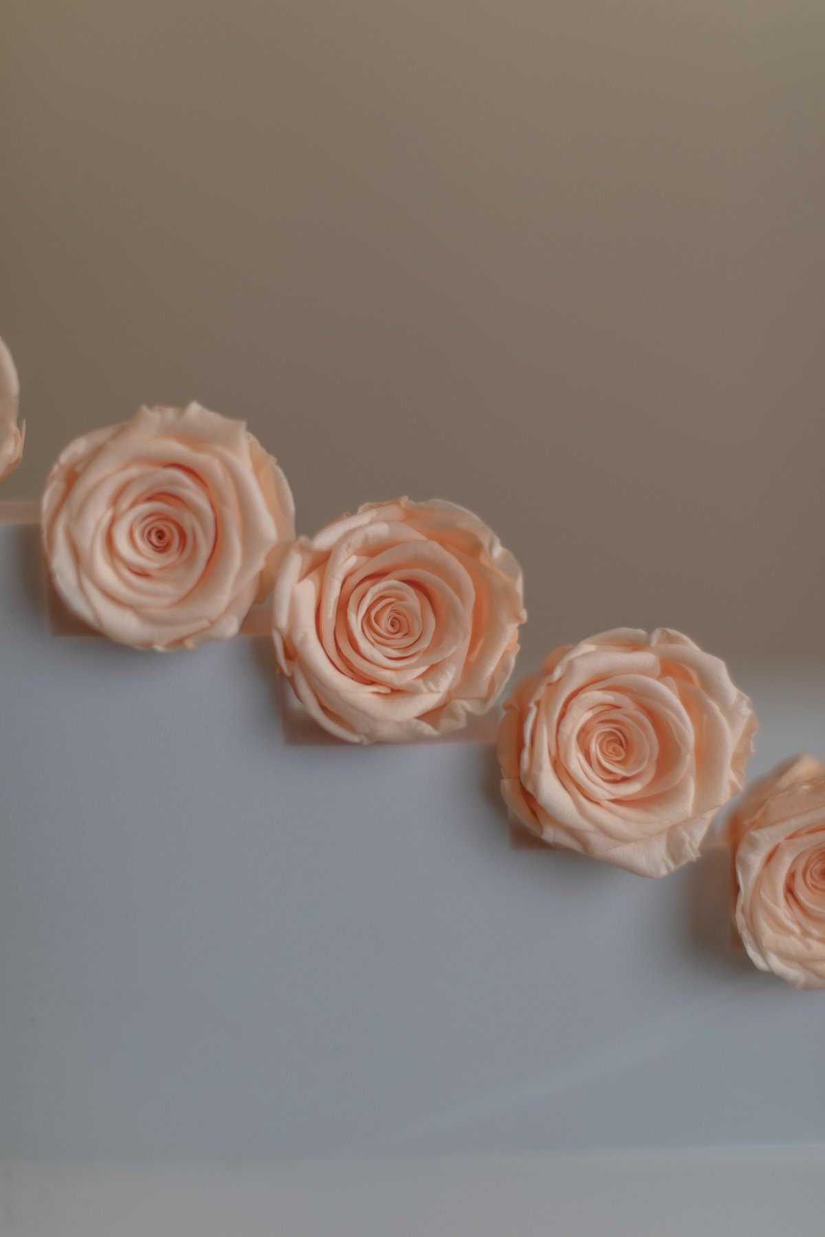 Wholesale Preserved Peach Roses 8 Head Box Stabilised Roses | Etsy