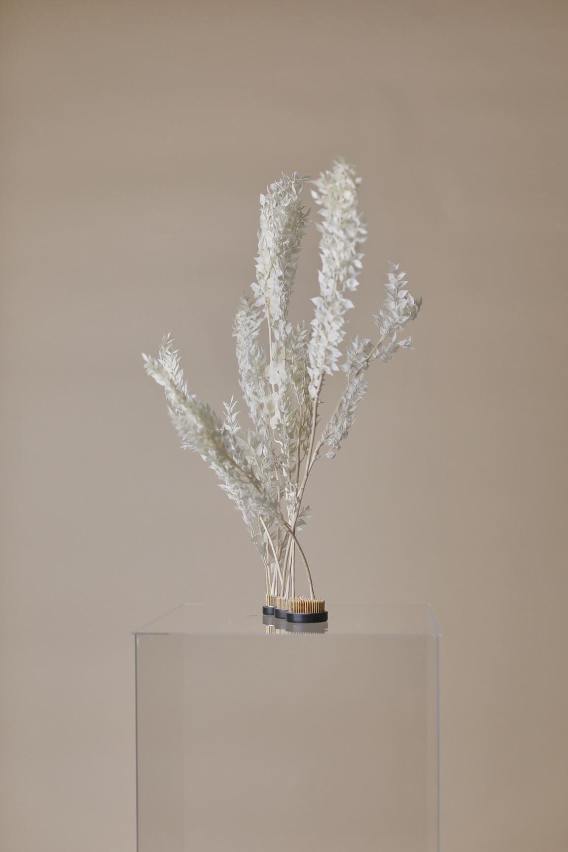 Bleached Preserved Ruscus - White / Rustic Home Decor / Dried Flowers ...