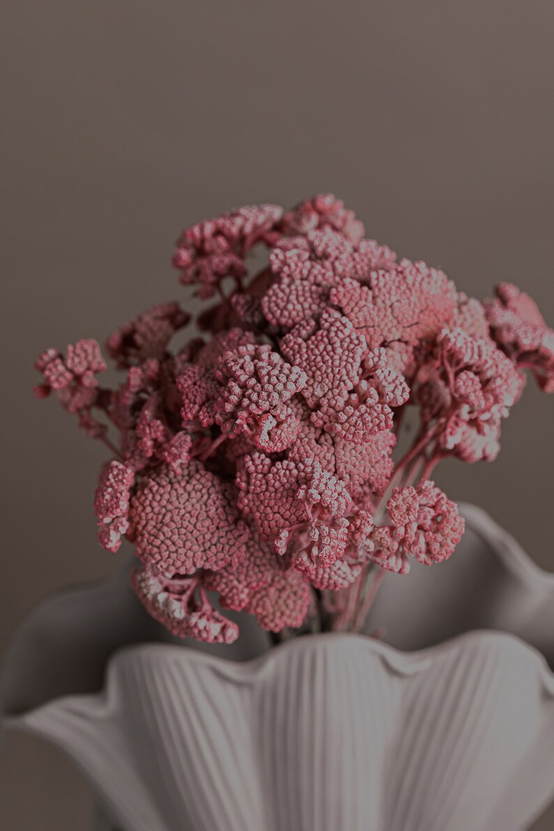Dried Yarrow Flowers Pastel Pink Achillea Parker Dried - Etsy