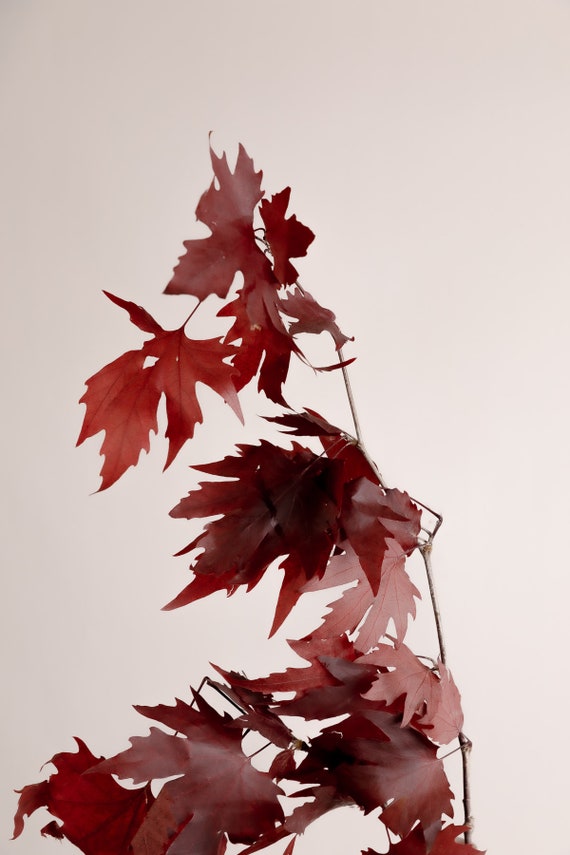 Red Maple Branch