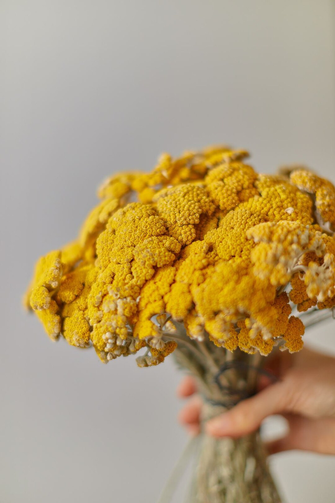 Dried Yarrow Flowers - Achillea Parker Dried Flowers All Natural Yellow ...
