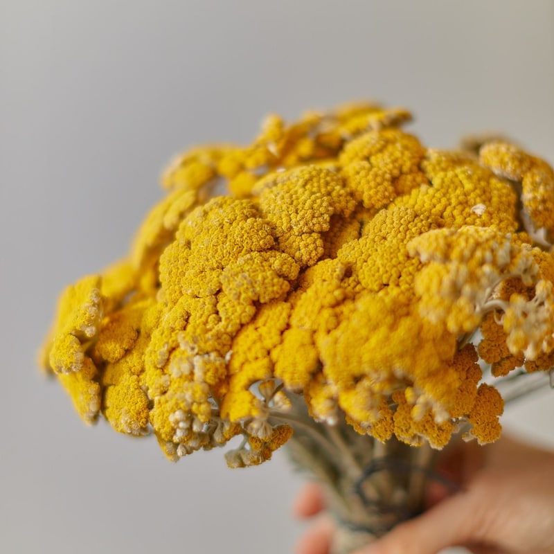 Yellow Dried Flowers - Etsy