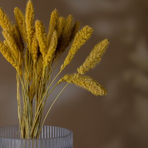 Setaria Pendula Yellow - Pastel Yellow Foxtail Millet Grass - Etsy UK