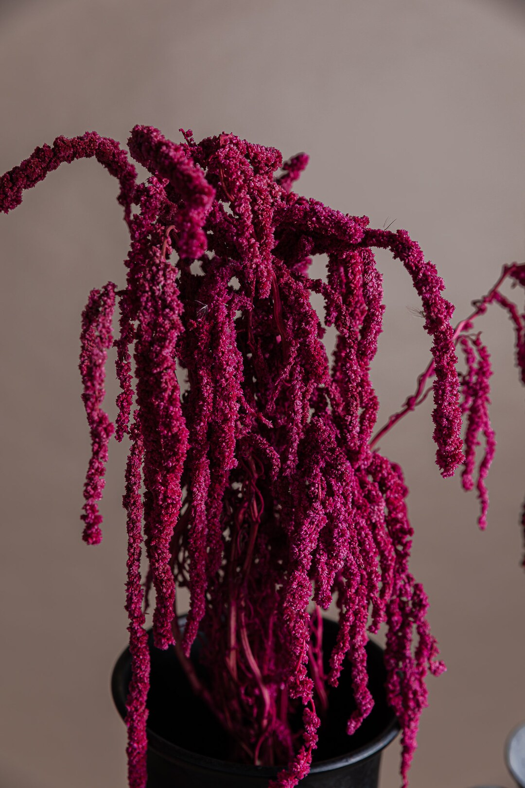 Hot Pink Trailing Amaranthus Caudatum - Pink Trailing Amaranthus ...