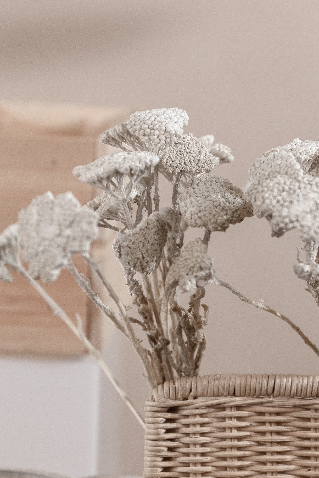 Dried Yarrow Flowers White Achillea Parker Dried Flowers All - Etsy