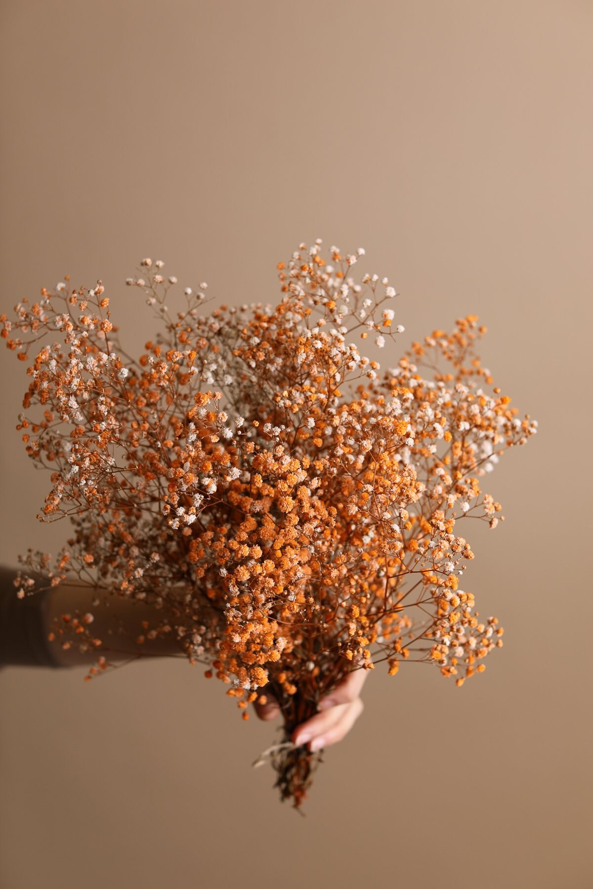 Painted Orange Dried Gypsophila Baby's Breath Flowers - Etsy
